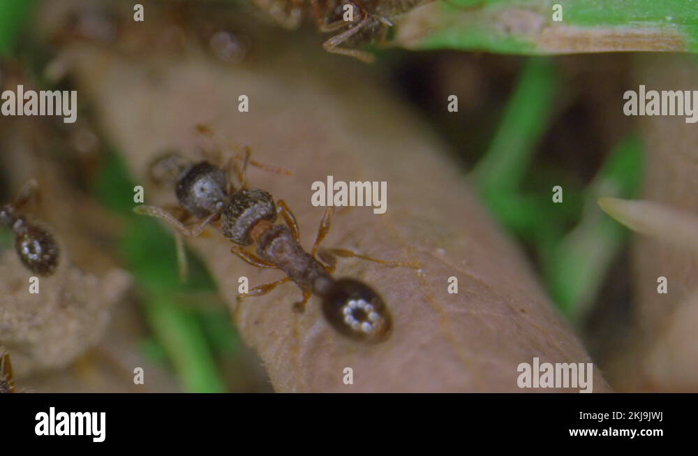 Drones ant Stock Videos & Footage - HD and 4K Video Clips - Alamy