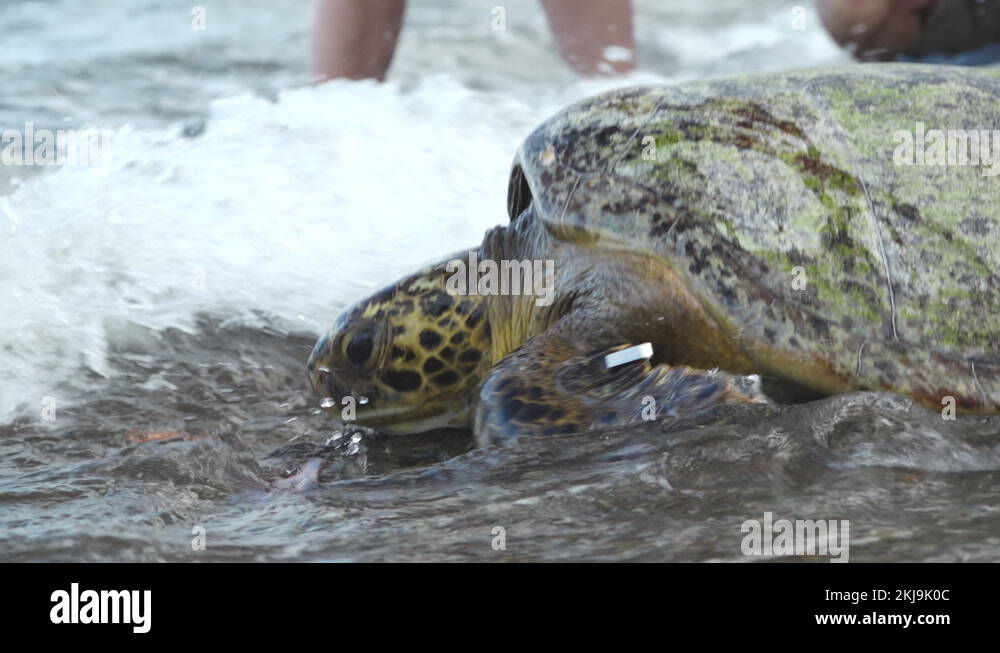 Adult green sea turtle Stock Videos & Footage - HD and 4K Video Clips ...