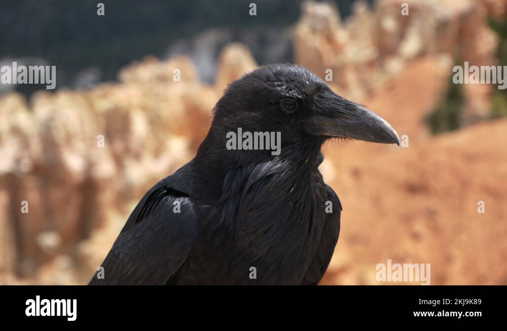 Raven feathers Stock Videos & Footage - HD and 4K Video Clips - Alamy