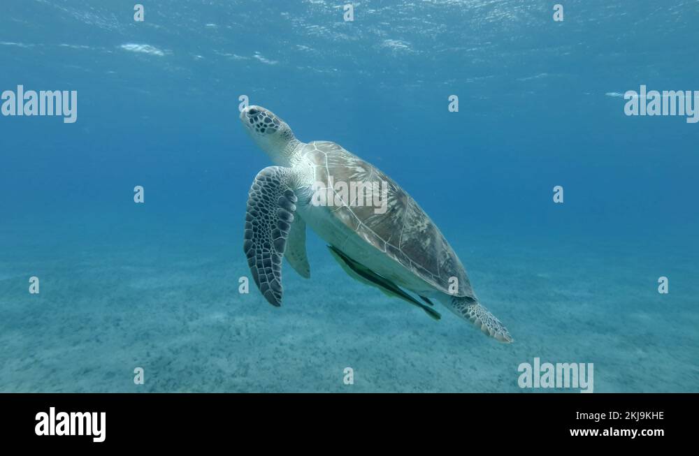 Young Sea turtle with Remorafish under shell swim up the surface of ...