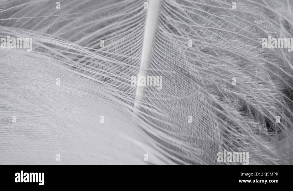 Bird texture Stock Videos & Footage - HD and 4K Video Clips - Alamy