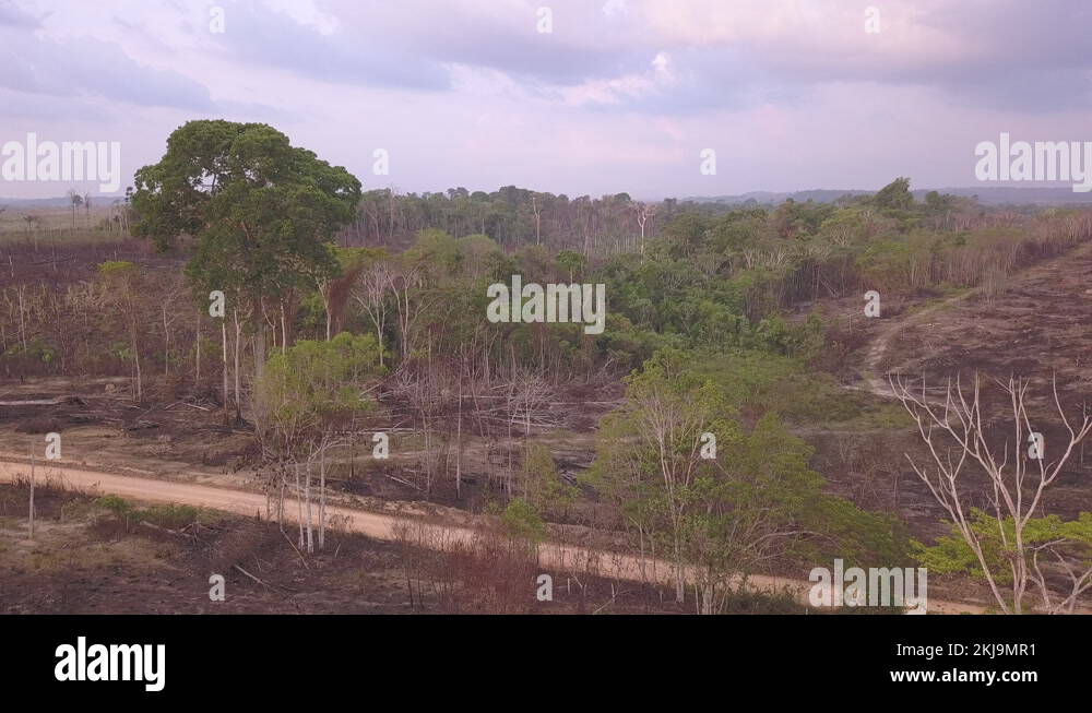 Amazon rainforest deforestation cattle Stock Videos & Footage - HD and ...