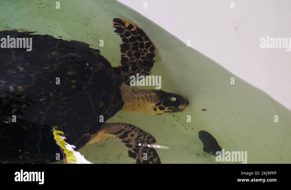 Sea turtle center Stock Videos & Footage - HD and 4K Video Clips - Alamy