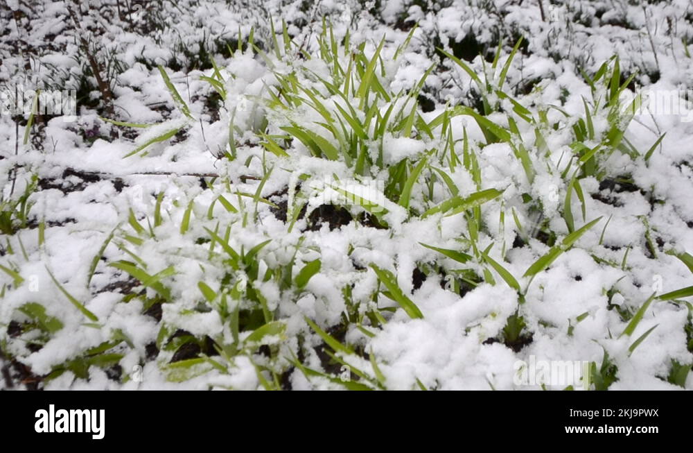 Green grass covered with layer of snow in spring during snowfall close ...