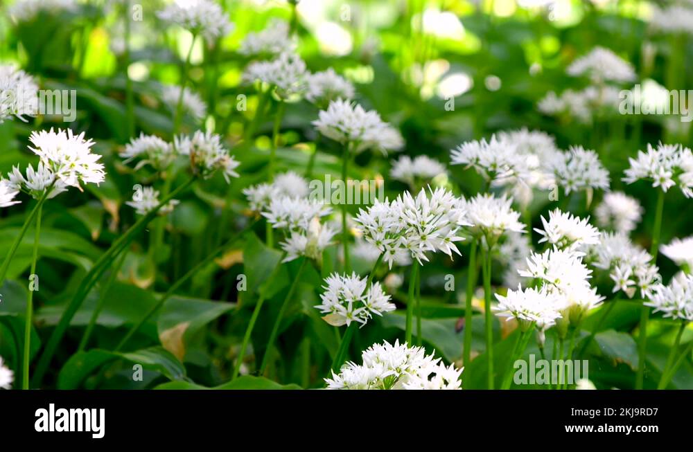 Ramsons plant Stock Videos & Footage - HD and 4K Video Clips - Alamy