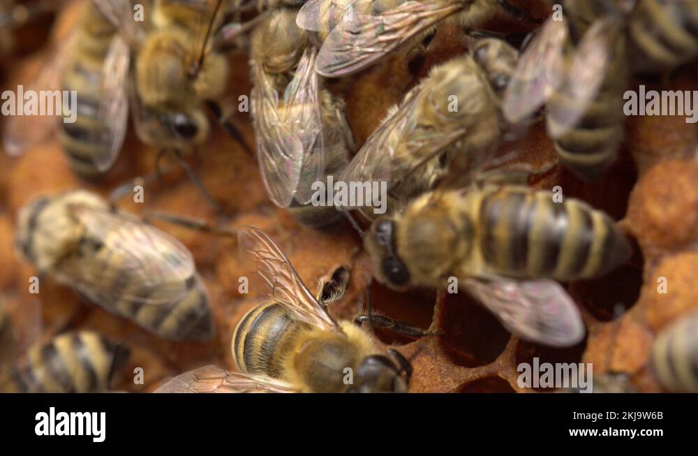 Queen honey bee hive workers Stock Videos & Footage - HD and 4K Video ...