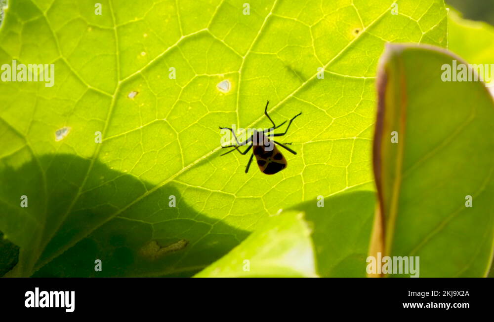 Insect under leaf Stock Videos & Footage - HD and 4K Video Clips - Alamy