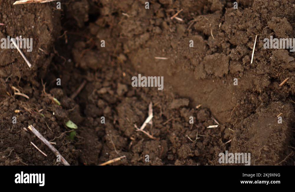 Close up soil texture Stock Videos & Footage - HD and 4K Video Clips ...