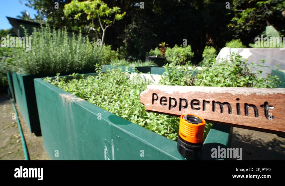 Organic peppermint Stock Videos & Footage - HD and 4K Video Clips - Alamy
