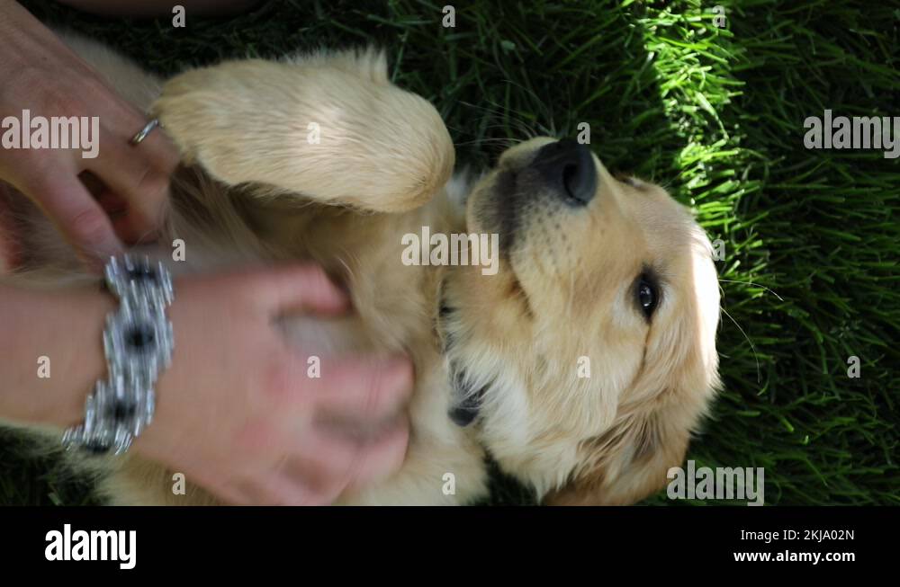 Cute Golden Retriever Dog Puppy receiving a Belly Scratch, Top Down ...
