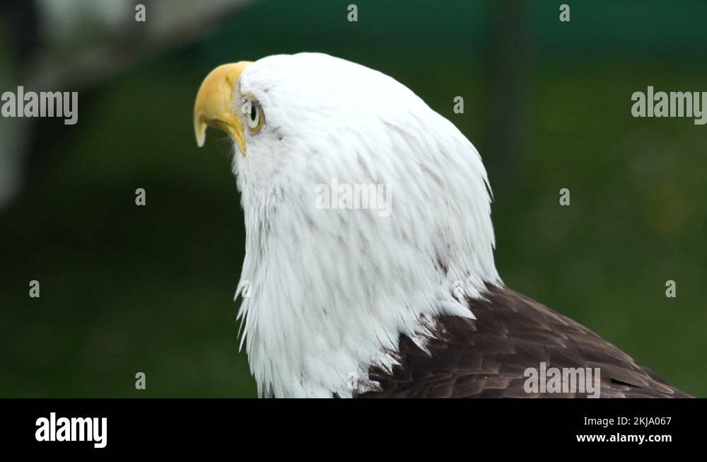 Bald eagle national symbol Stock Videos & Footage - HD and 4K Video ...