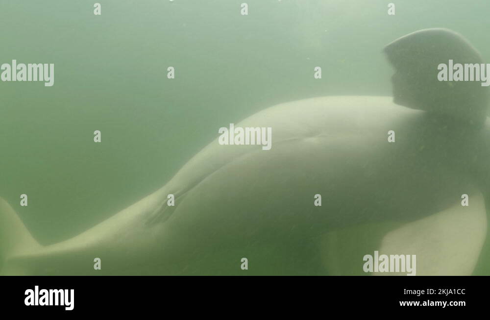 Detail of reproductive organ (genital) of a river dolphin while it ...