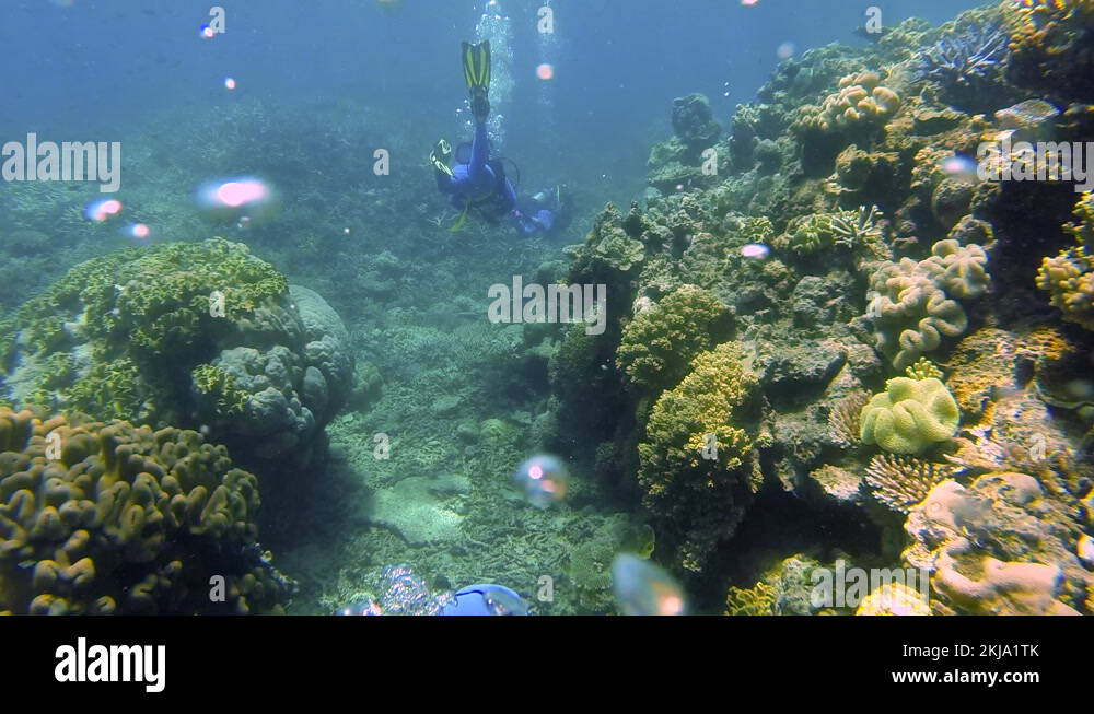 Girl diving on the Great Barrier Reef in Australia, goes quietly over a ...