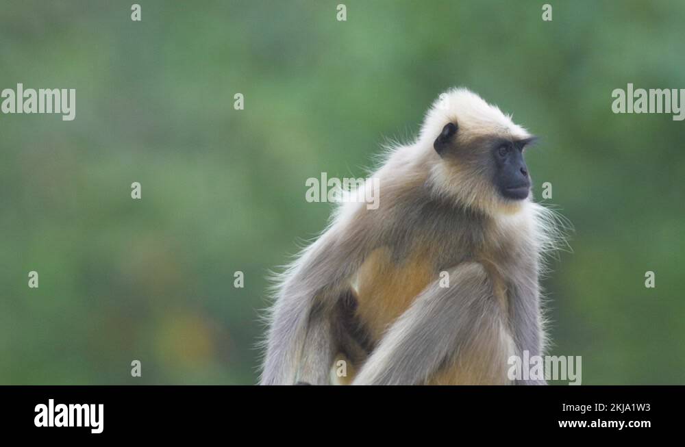 Hanuman monkey portrait Stock Videos & Footage - HD and 4K Video Clips ...