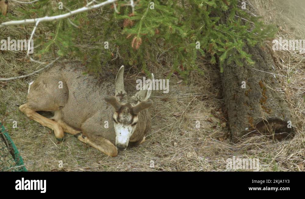 Deer under tree Stock Videos & Footage - HD and 4K Video Clips - Alamy