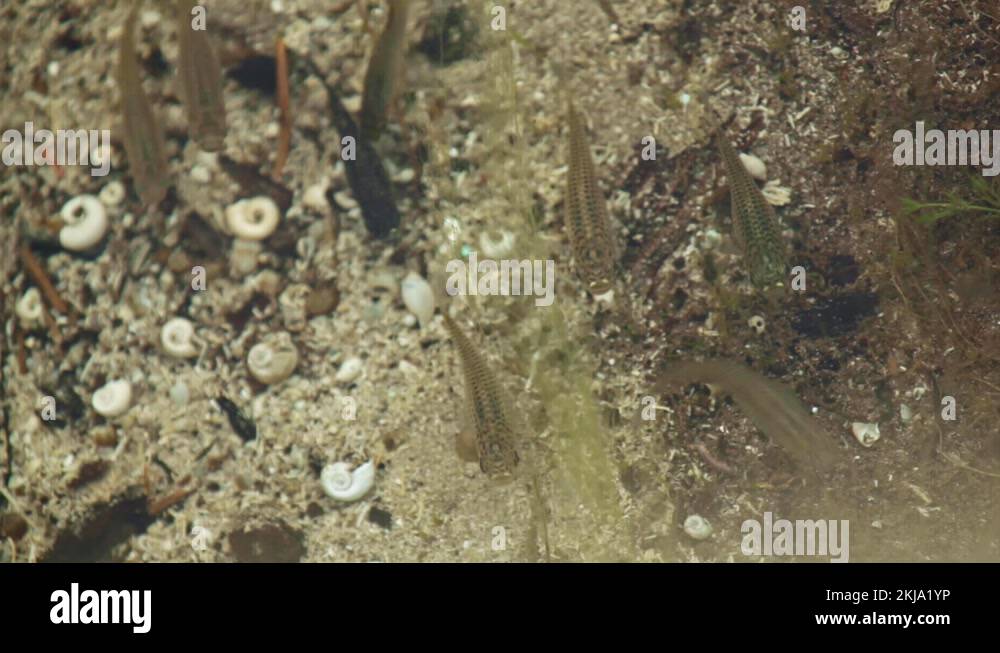 Swamp fish Stock Videos & Footage - HD and 4K Video Clips - Alamy