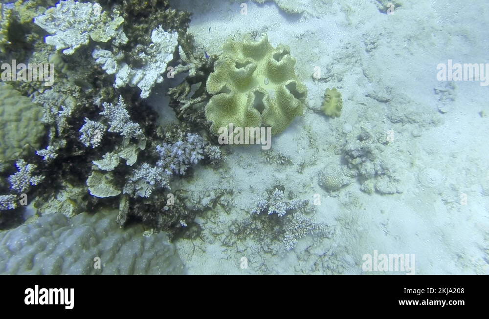 Great barrier reef underwater colour Stock Videos & Footage - HD and 4K ...