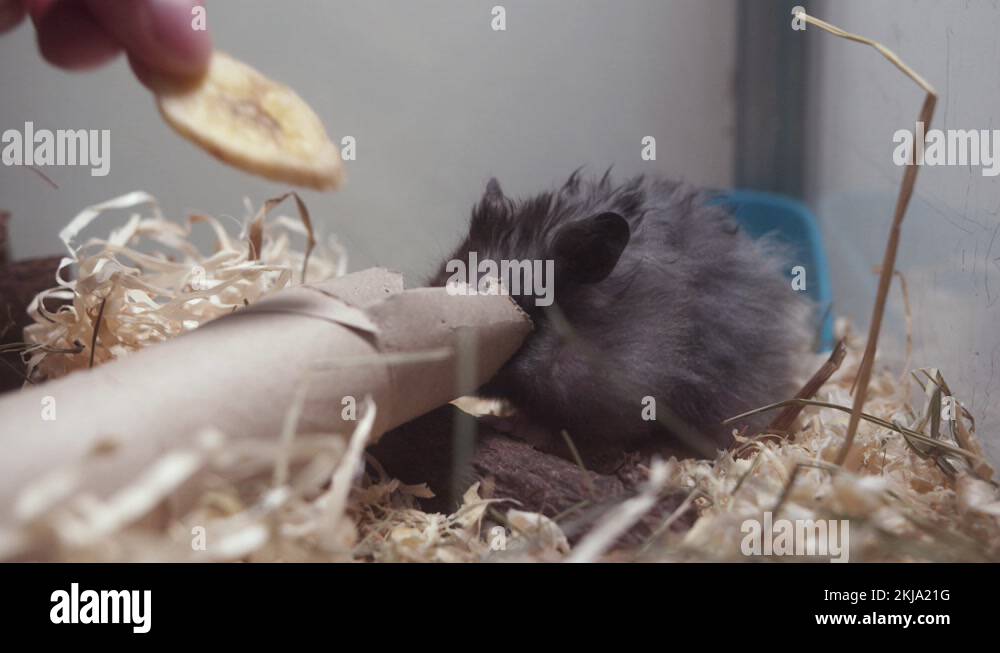 Hamster food cheeks Stock Videos & Footage - HD and 4K Video Clips - Alamy