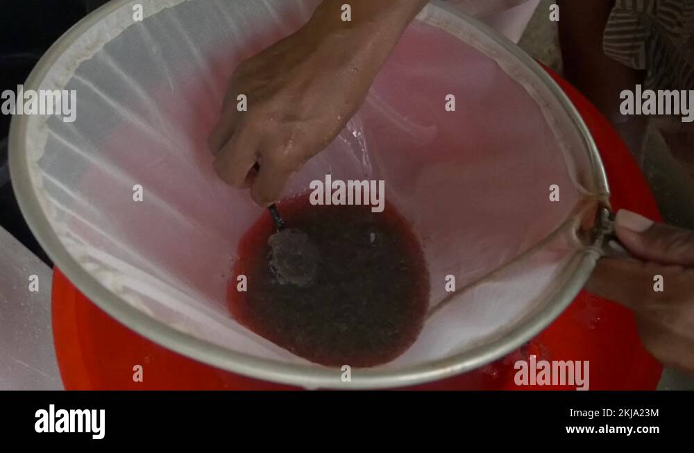 Shrimp hatchery Stock Videos & Footage - HD and 4K Video Clips - Alamy