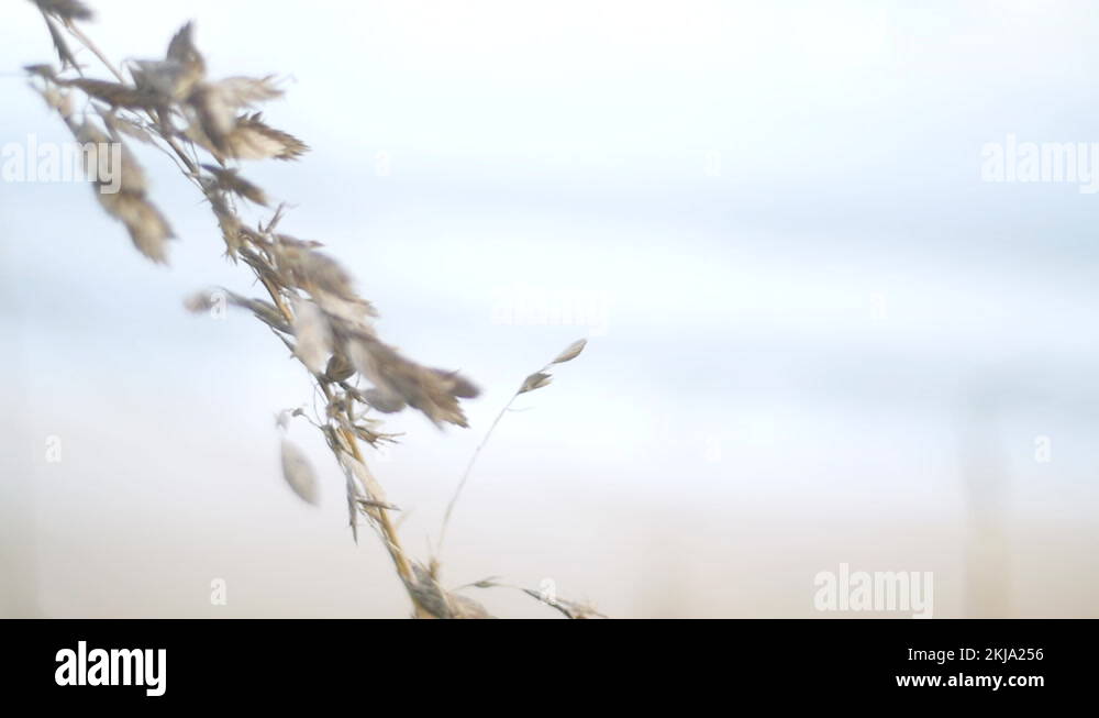 Wispy grass Stock Videos & Footage - HD and 4K Video Clips - Alamy