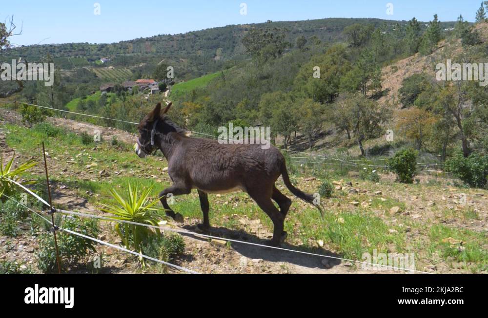 Running donkey Stock Videos & Footage - HD and 4K Video Clips - Alamy