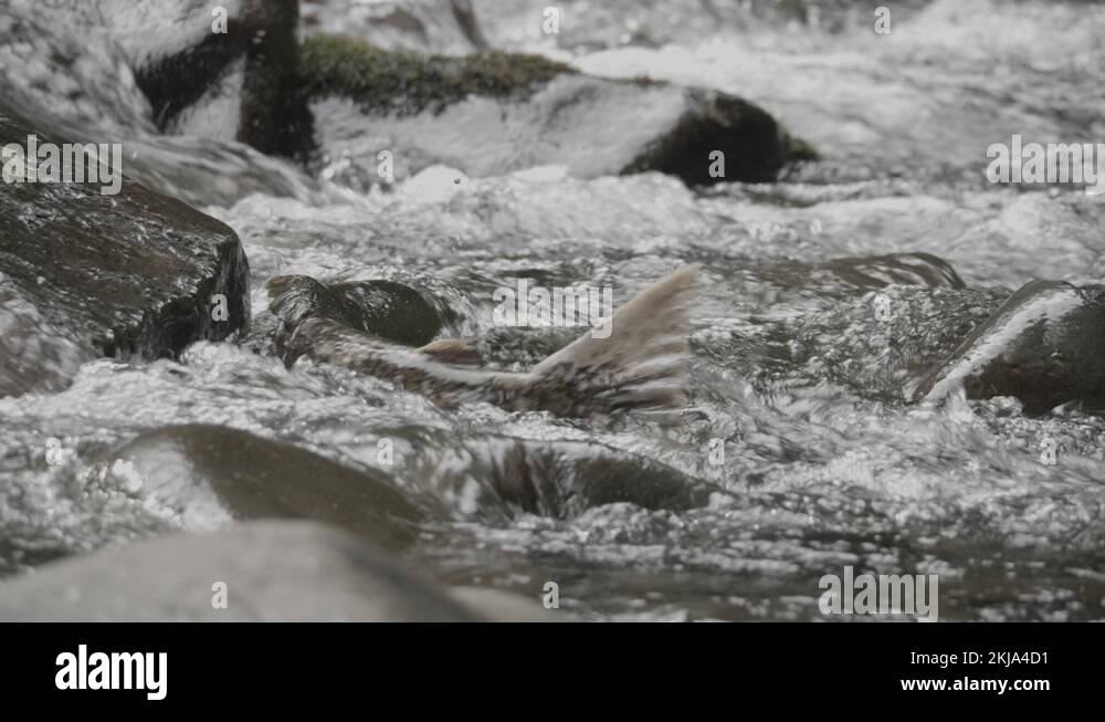 Fish salmon migration Stock Videos & Footage - HD and 4K Video Clips ...