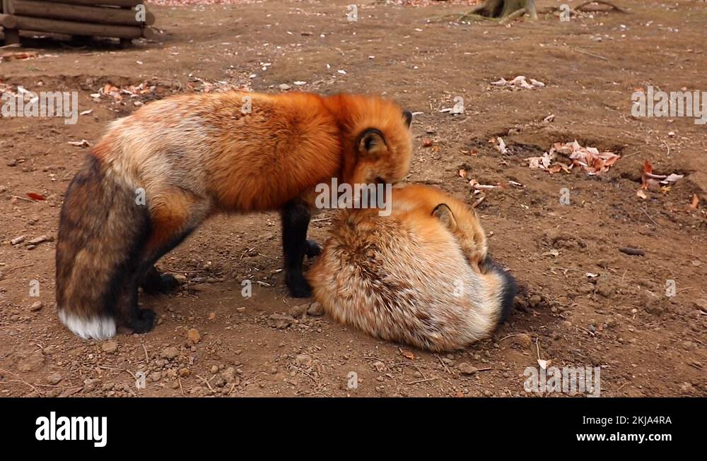 Japanese red fox grooming a sleeping kitsune at Miyagi Zao Fox Village ...