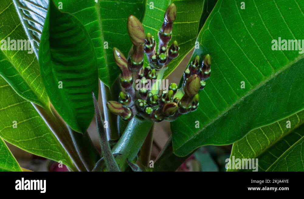 Flower buds forming Stock Videos & Footage - HD and 4K Video Clips - Alamy
