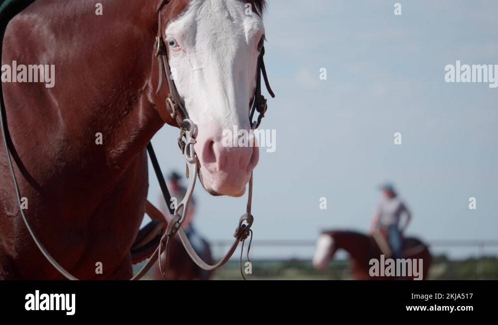 Raising horse Stock Videos & Footage - HD and 4K Video Clips - Alamy