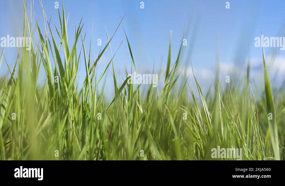 Insect view Stock Videos & Footage - HD and 4K Video Clips - Alamy