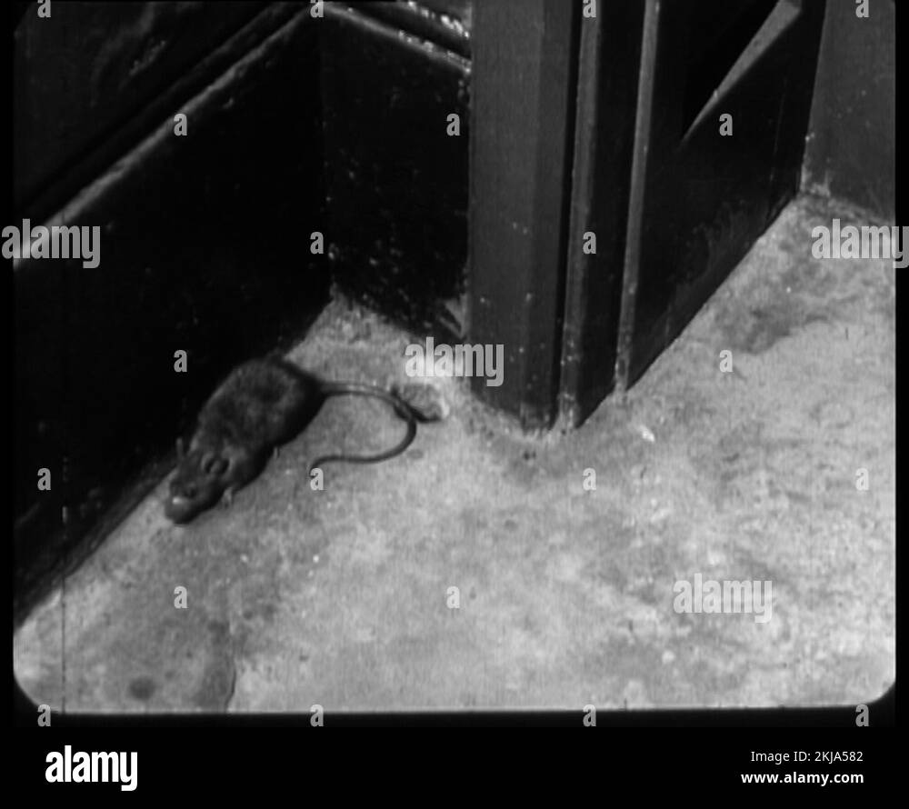 A big rat in the corner of the room, rat menace, 1925 Stock Video ...