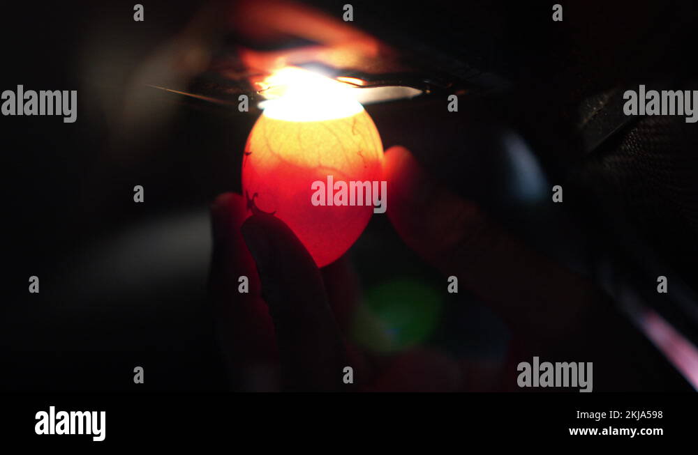 Egg candling Stock Videos & Footage - HD and 4K Video Clips - Alamy