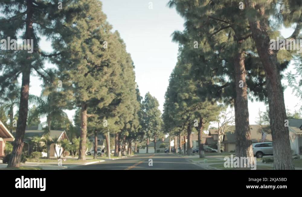 Pine trees and sunset Stock Videos & Footage - HD and 4K Video Clips ...