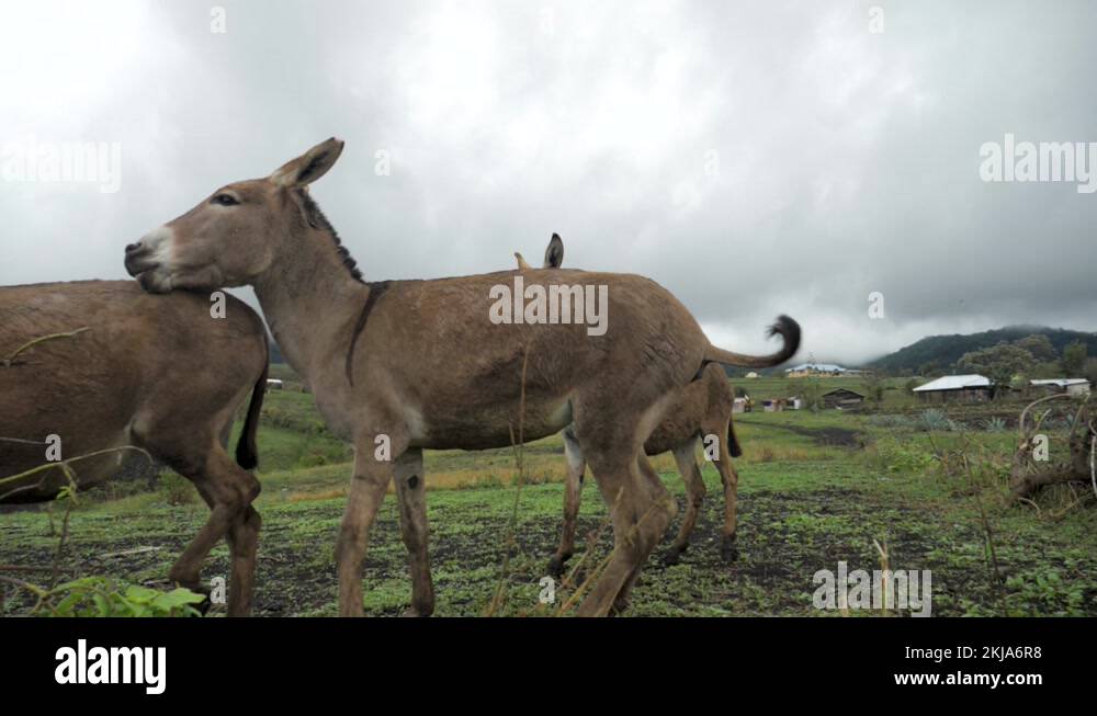 Angry donkey Stock Videos & Footage - HD and 4K Video Clips - Alamy