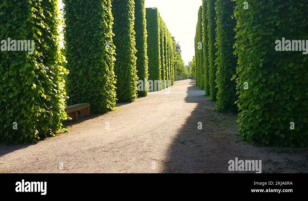 Rows of hedges Stock Videos & Footage - HD and 4K Video Clips - Alamy