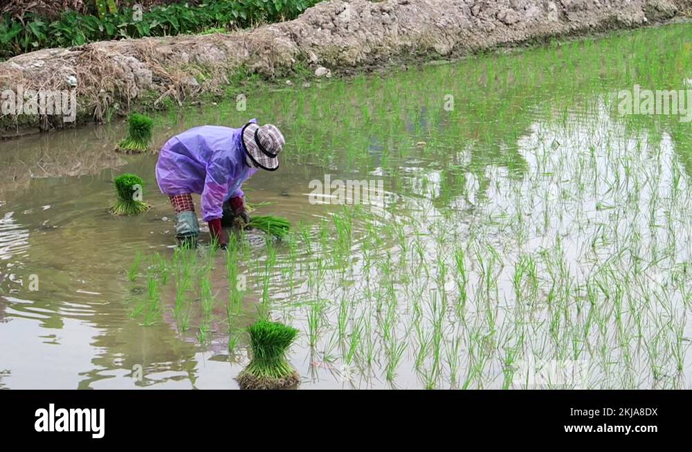 Vietnamese woman farmer planting rice seedlings in paddy field at Ha ...