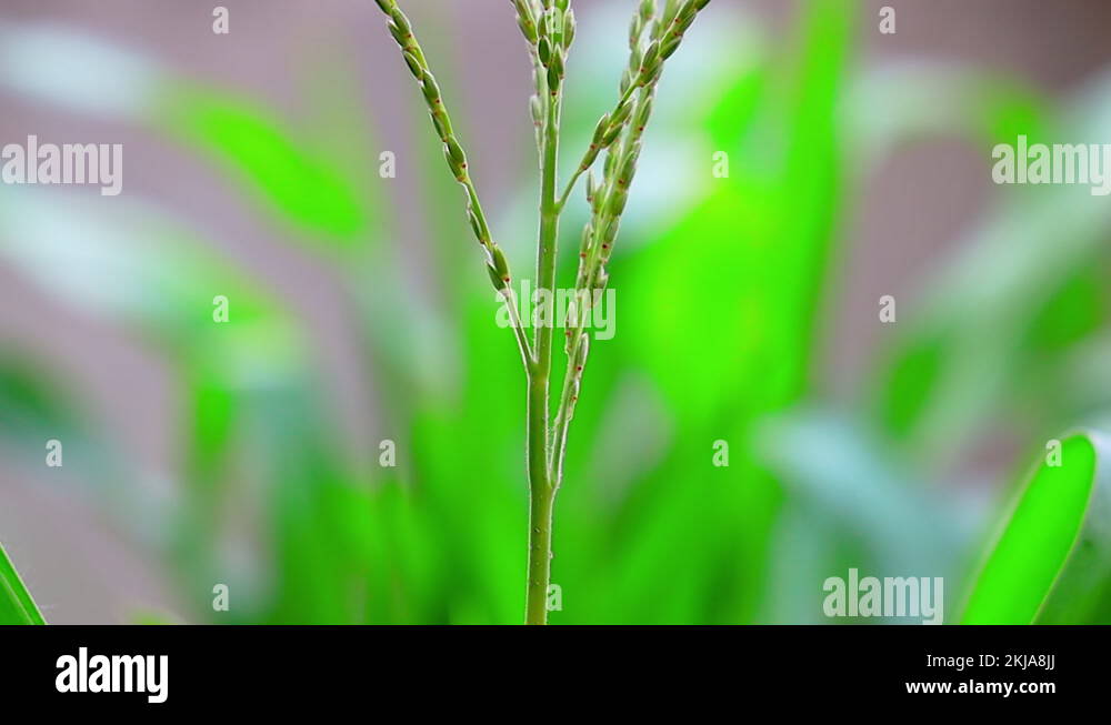 Maize in the garden Stock Videos & Footage - HD and 4K Video Clips - Alamy