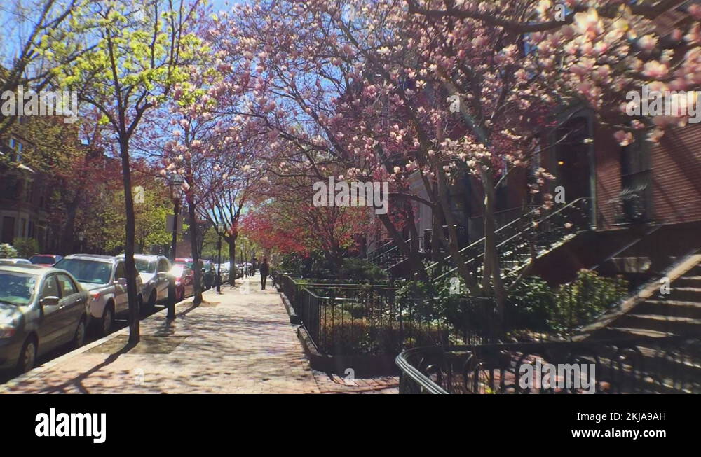 Magnolia tree trees in blossom in springtime Stock Videos & Footage ...