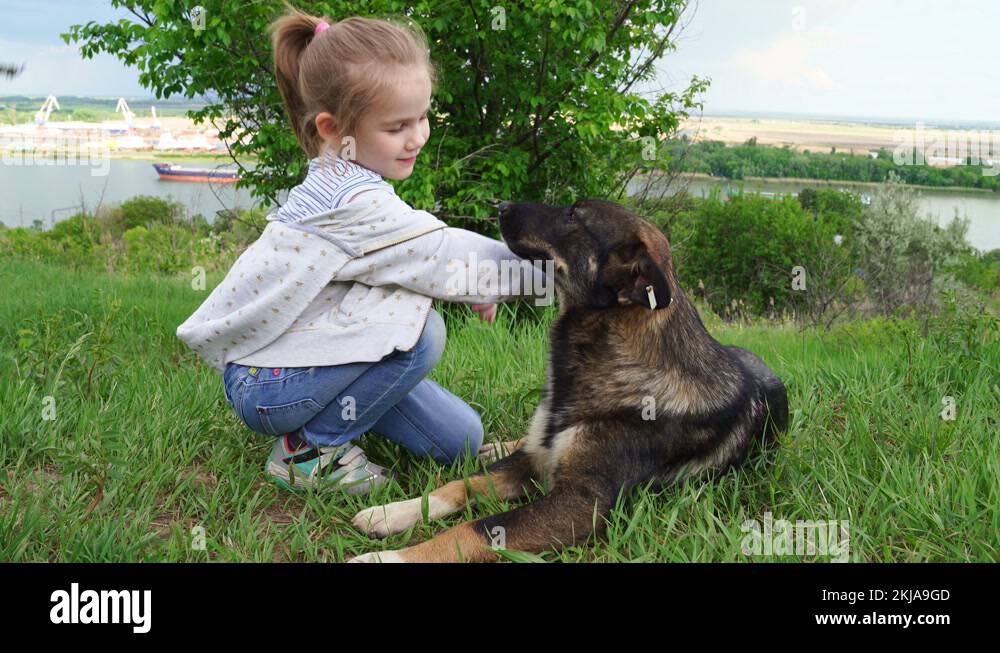 Purebred pat Stock Videos & Footage - HD and 4K Video Clips - Alamy
