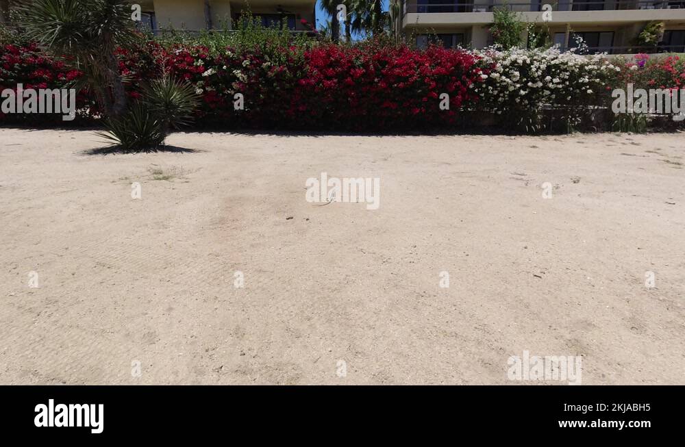 LOS CABOS MEXICO-2020: Person Approaching A House With A Hedge In The ...