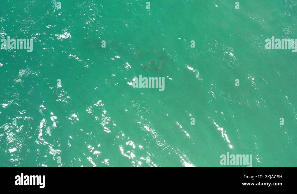 SAN JOSE DEL CABO MEXICO-2020: Family Of Sea Animals Venture Out Into ...