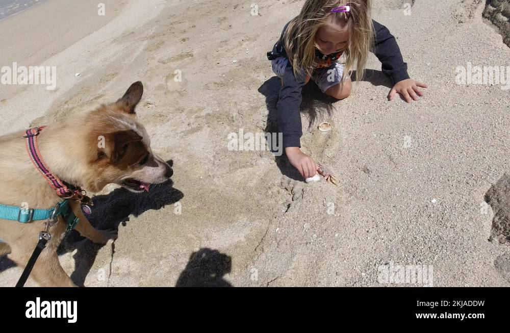 Barking sand Stock Videos & Footage - HD and 4K Video Clips - Alamy