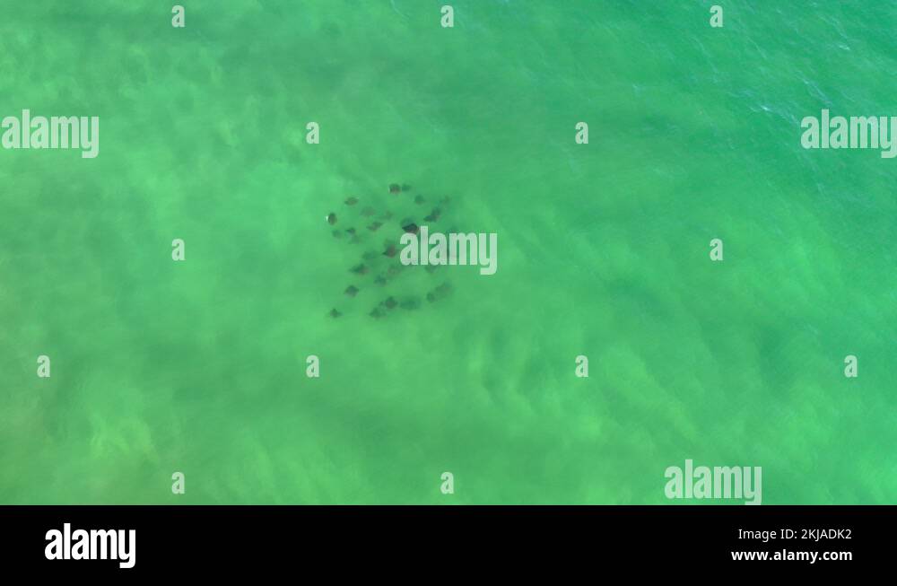 LOS CABOS MEXICO-2020: Family Of Sea Animals Venture Out Into The Sea ...