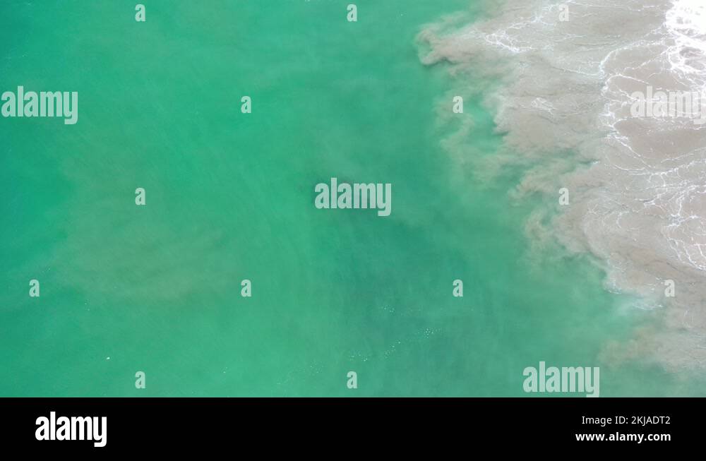 LOS CABOS MEXICO-2020: Family Of Sea Animals Venture Out Into The Sea ...