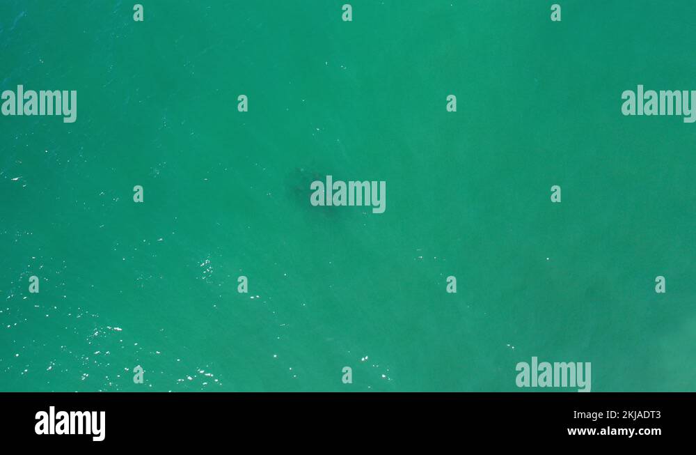 LOS CABOS MEXICO-2020: Family Of Sea Animals Venture Out Into The Sea ...