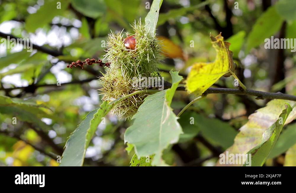 Spanish chestnut tree Stock Videos & Footage - HD and 4K Video Clips ...