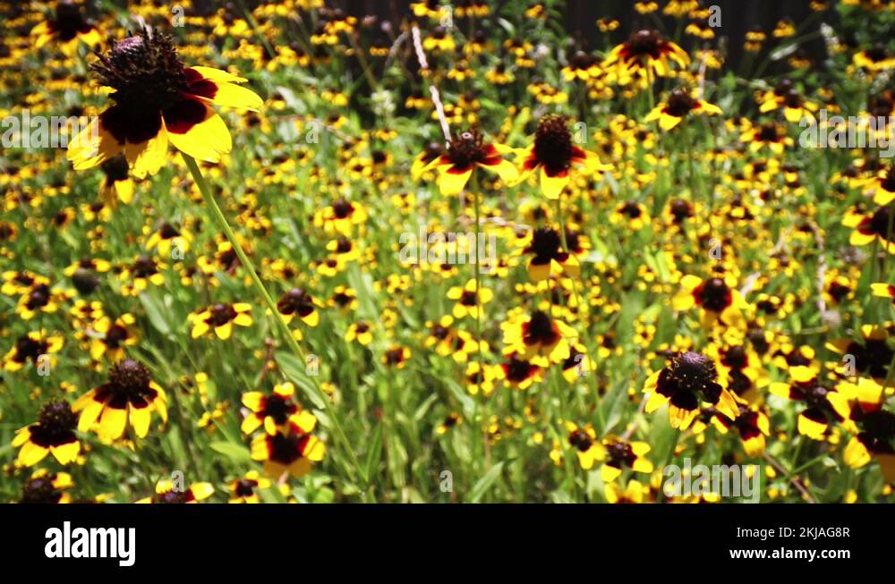 Flowers only Stock Videos & Footage - HD and 4K Video Clips - Alamy