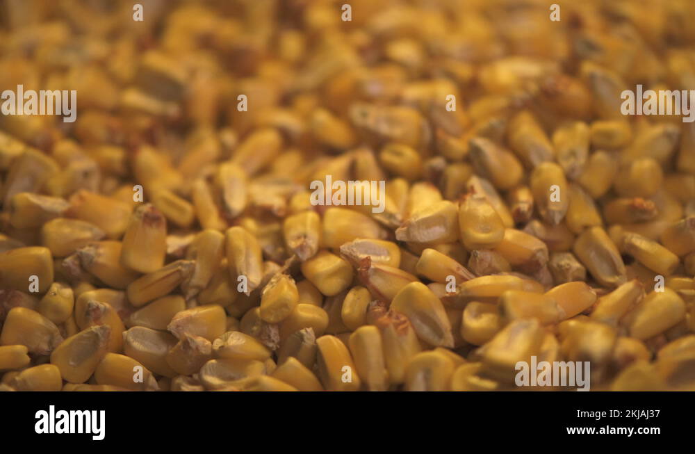Seed kernels Stock Videos & Footage - HD and 4K Video Clips - Alamy