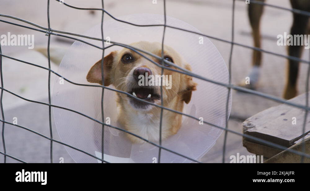 Abandoned dog locked up in a shelter Stock Video Footage - Alamy