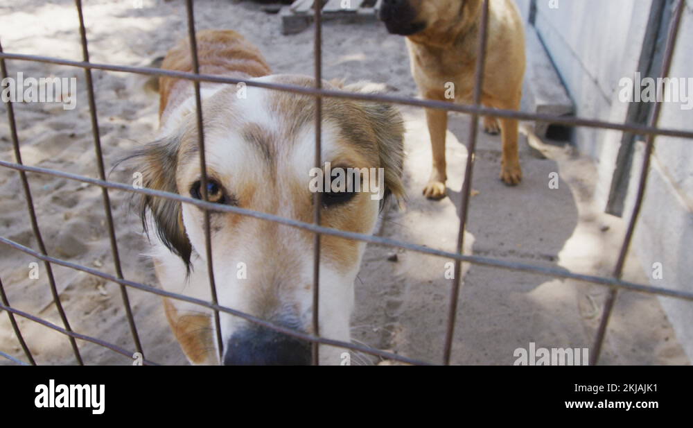 Locked up dogs Stock Videos & Footage - HD and 4K Video Clips - Alamy